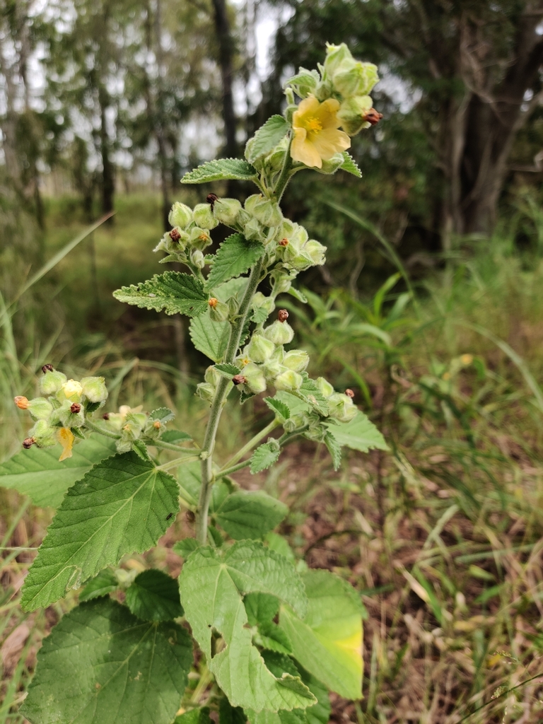 flannel weed from Calliope - Pt B, AU-QL, AU on April 4, 2024 at 10:47 ...