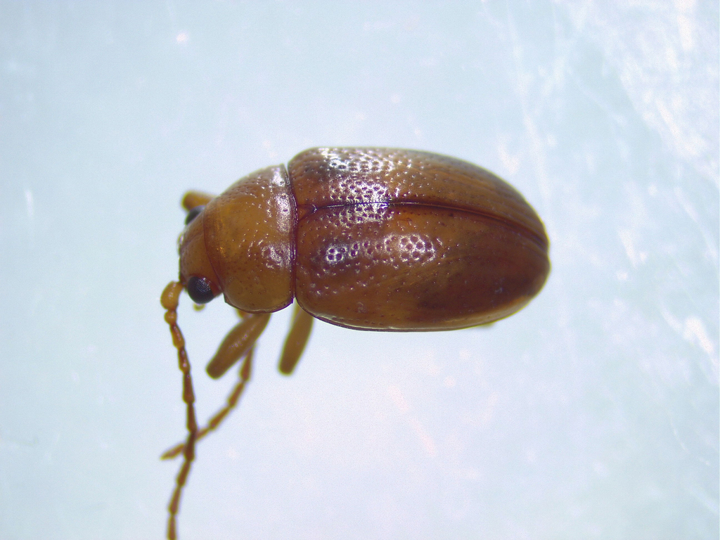 Eucolaspis from Huia, Auckland 0604, New Zealand on February 6, 2024 at ...