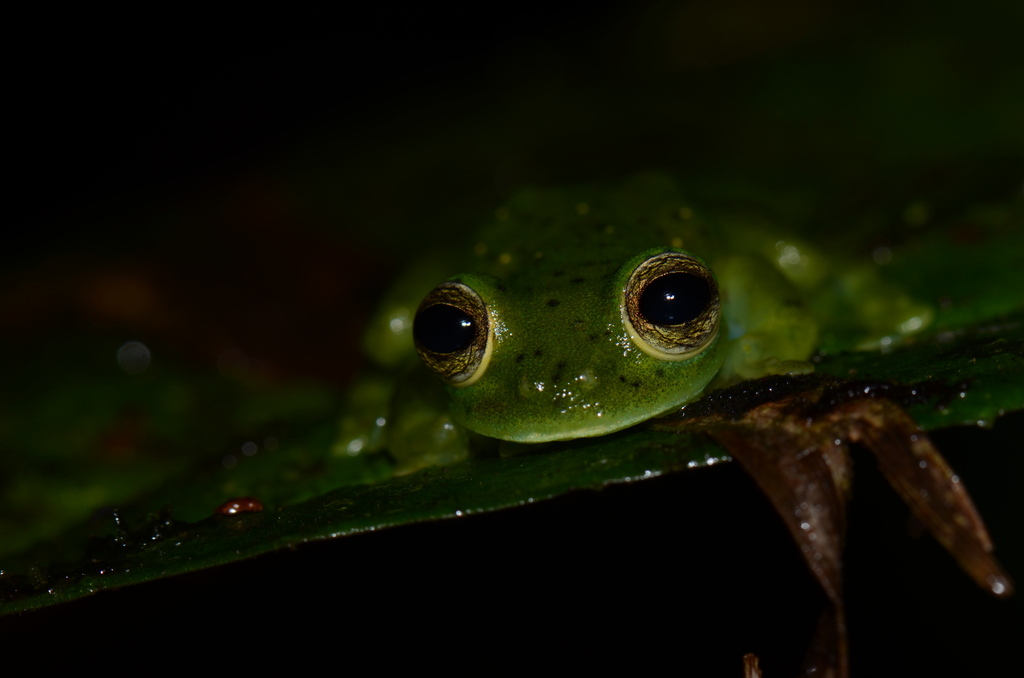 Emerald Glass Frog from Piñas, Ecuador on July 23, 2016 at 07:48 PM by ...