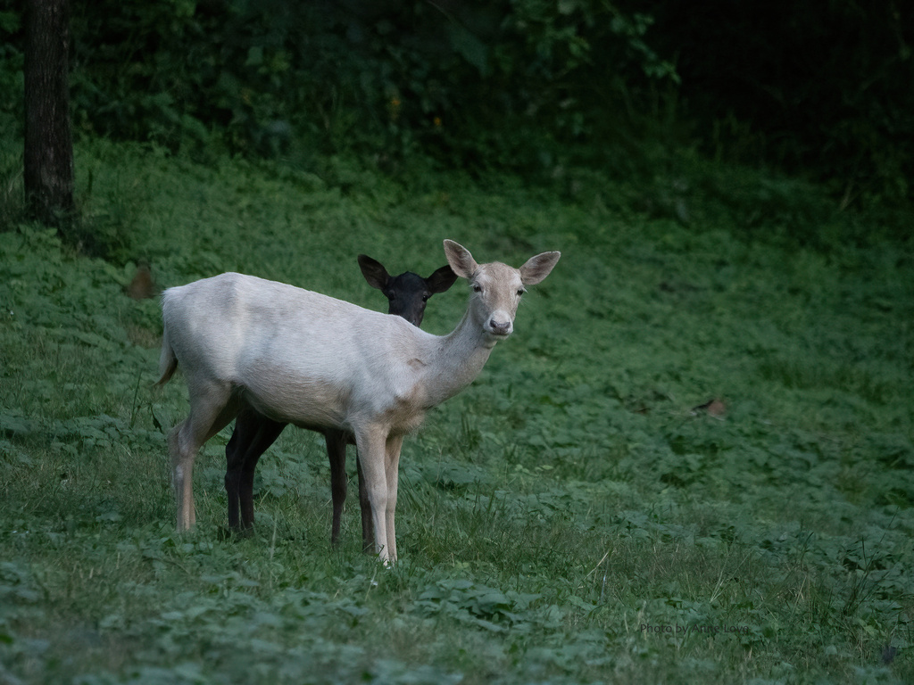 European Fallow Deer from Upper Brookfield QLD 4069, Australia on April ...