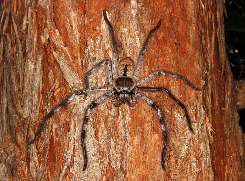 Grey Huntsman Spider from Coffs Harbour NSW, Australia on November 1 ...