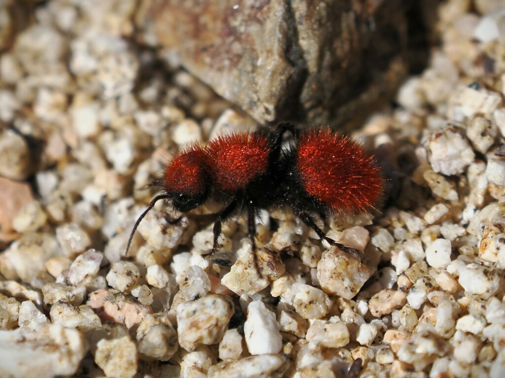 Pacific Velvet Ant from La Cañada Flintridge, CA 91011, USA on April 3 ...