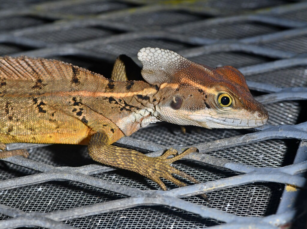 Common Basilisk from Barro Colorado Island Research Station ...