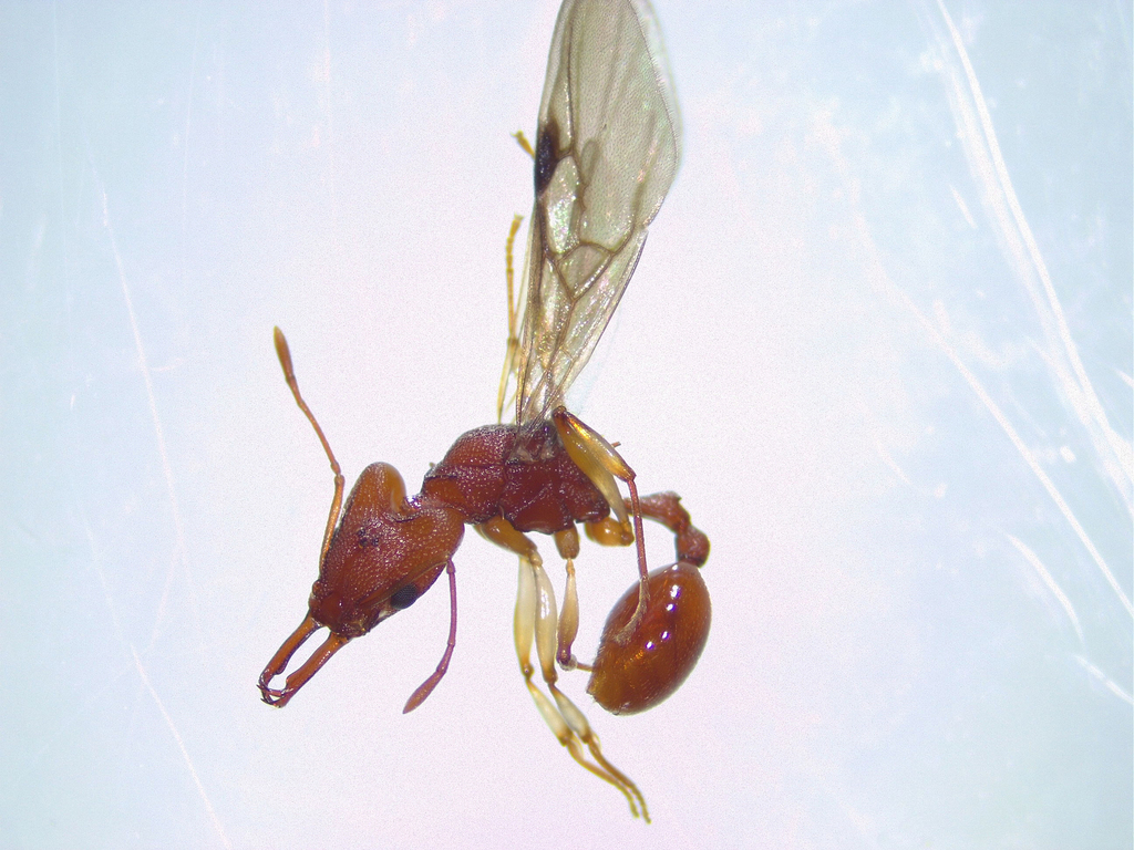 Orectognathus antennatus from Huia, Auckland 0604, New Zealand on ...