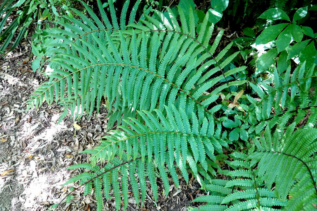 Lime Fern from Zealandia Te Mara a Tane, Karori, Wellington, New ...