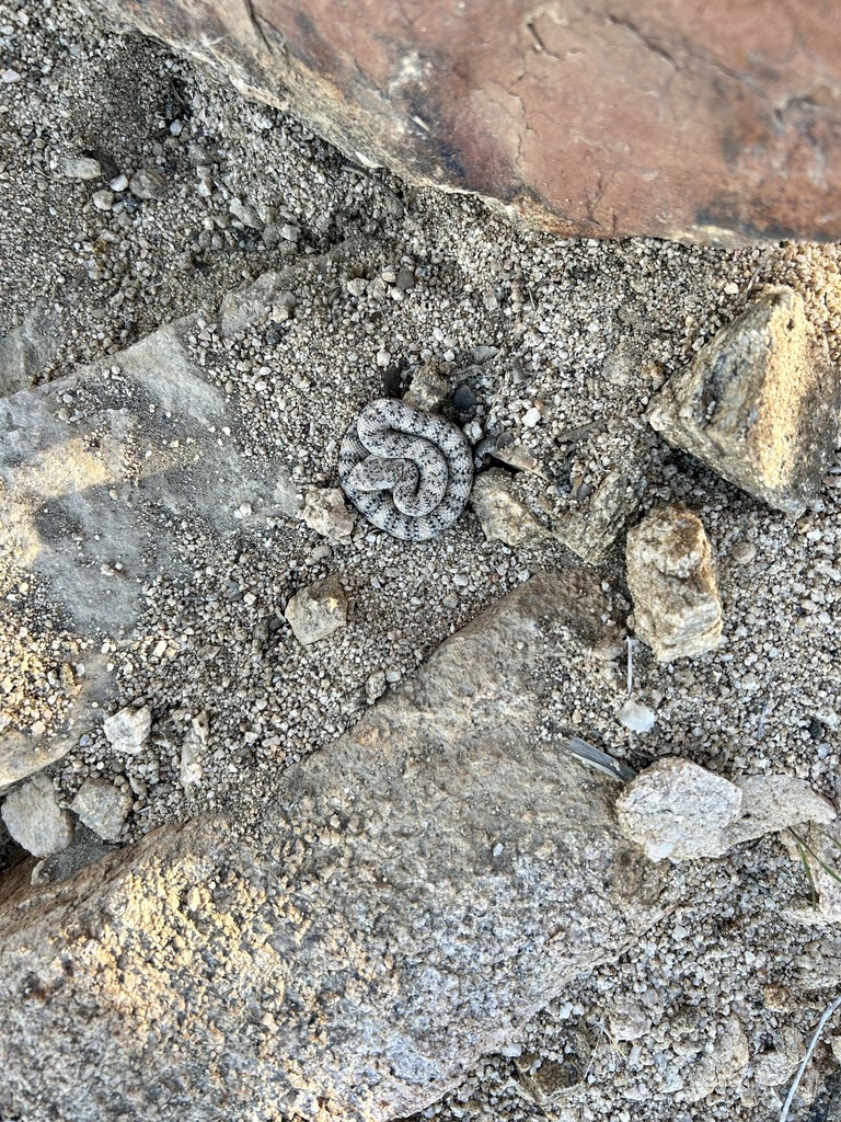Southwestern Speckled Rattlesnake from Joshua Tree National Park, Yucca ...