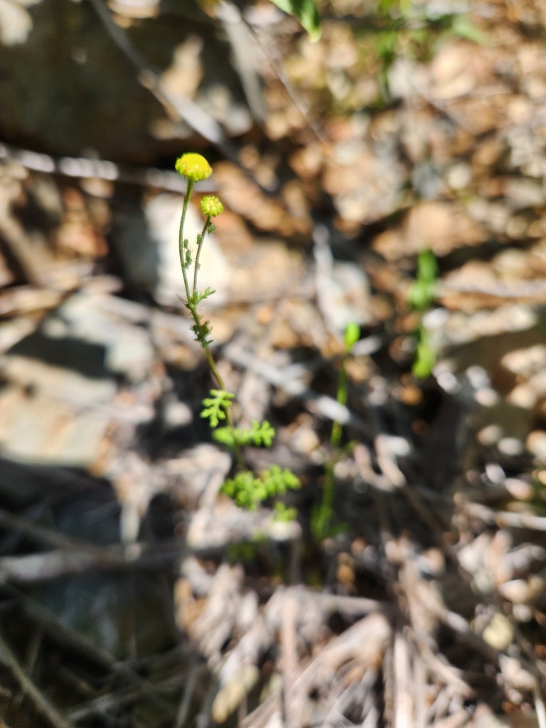 stinknet from Pima County, AZ, USA on April 3, 2024 at 01:05 PM by Dan ...