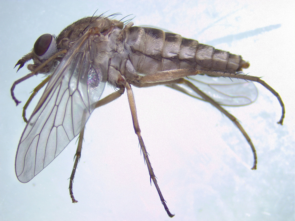 Anabarhynchus from Omana Regional Park 2 Omana Beach Road, Maraetai ...