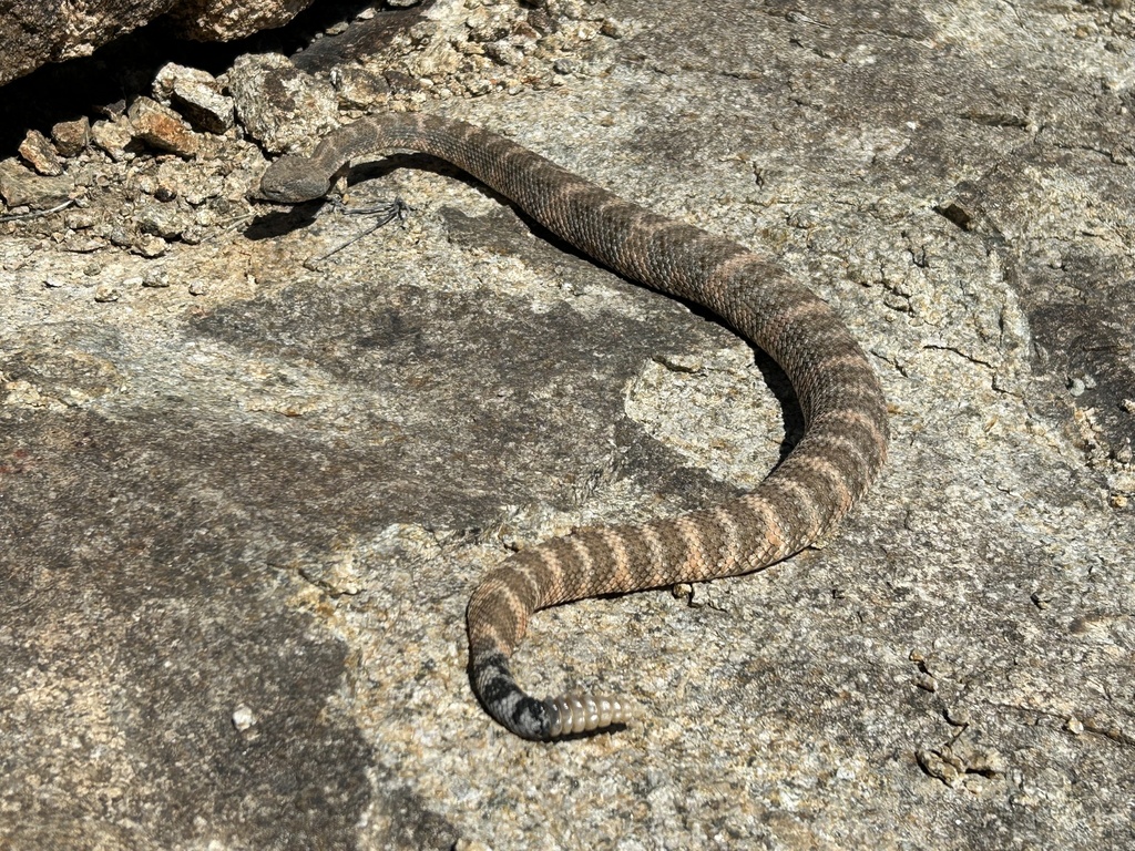 Southwestern Speckled Rattlesnake from Joshua Tree National Park, Indio ...