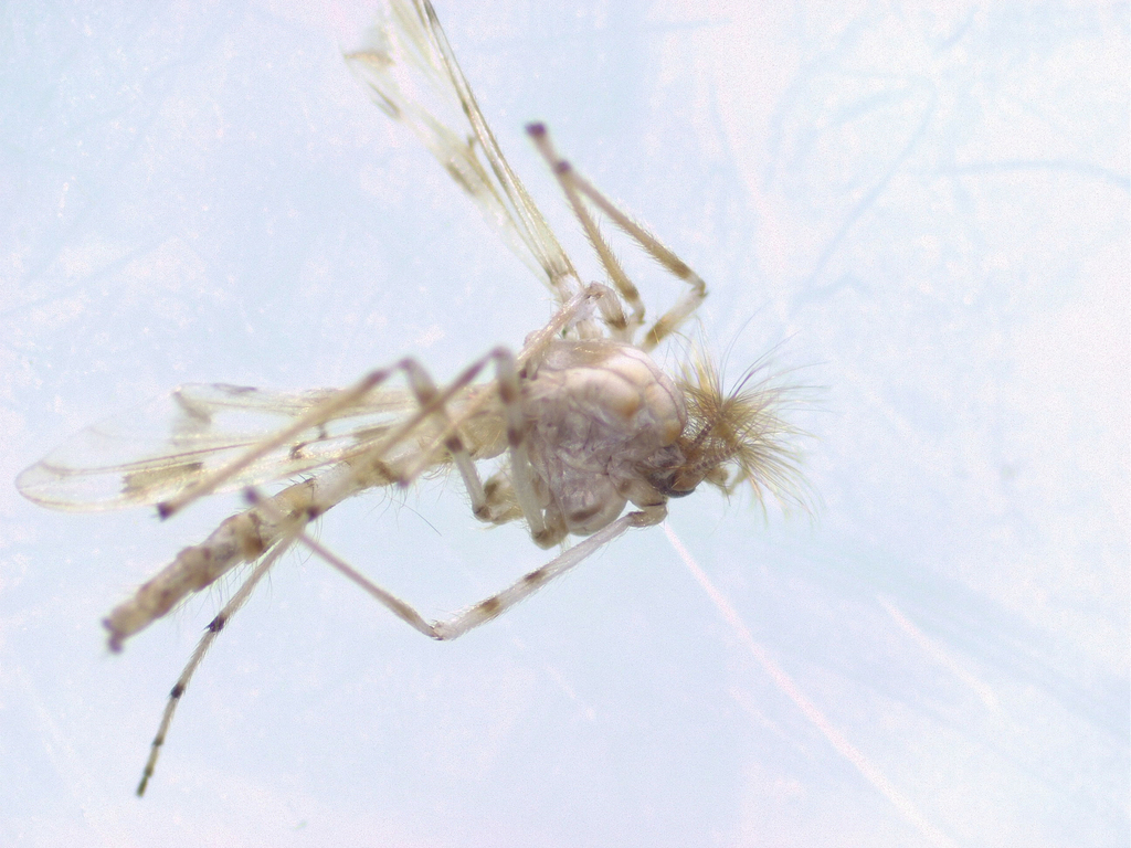 Non-biting Midges from North Shore, Hauraki, Auckland, New Zealand on ...