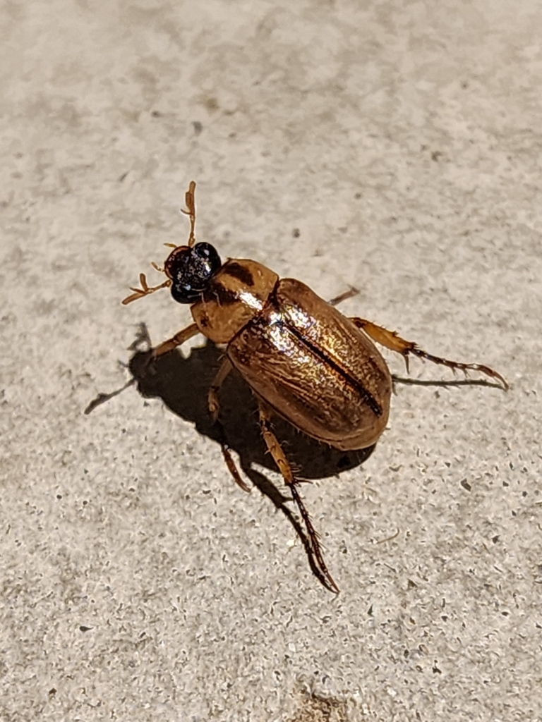 Scarabs from Blythewood, SC, USA on July 7, 2023 at 10:21 PM by ...