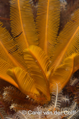 Types Of Sea Lilies
