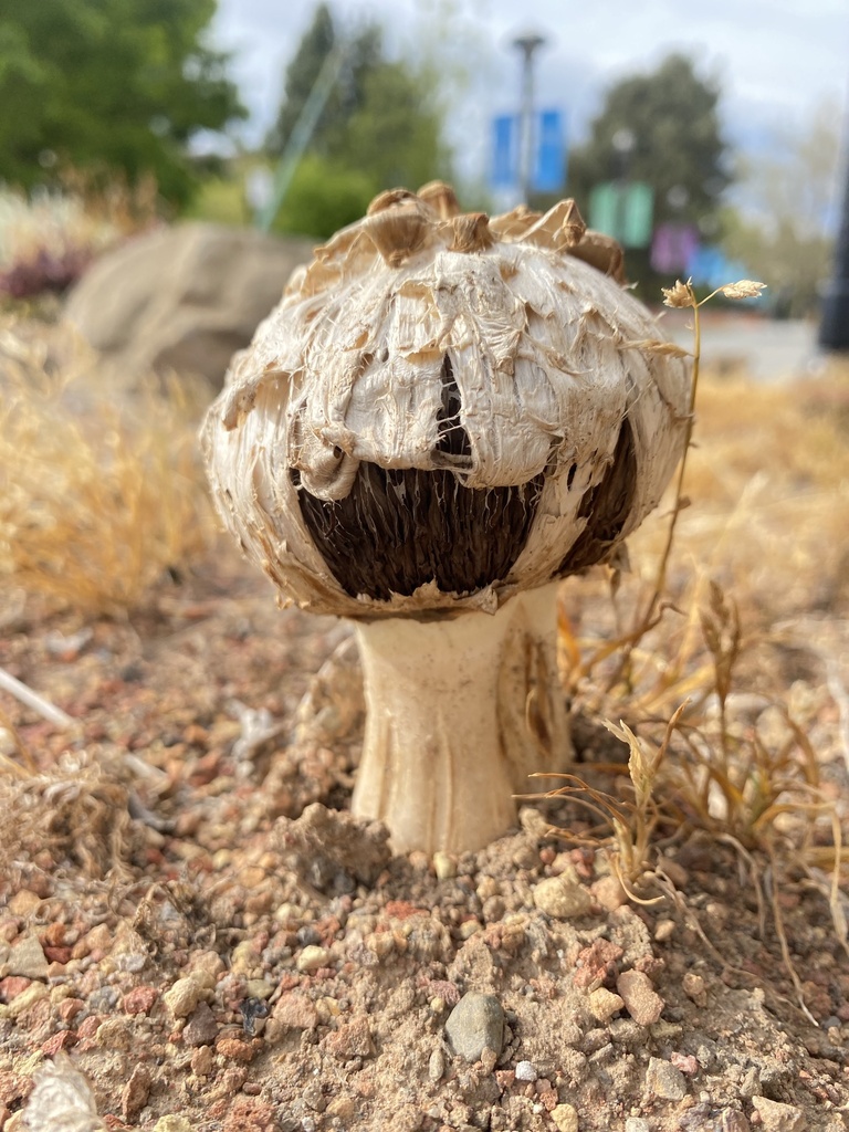 Gasteroid Agaricus from UC Davis, Davis, CA, US on April 3, 2024 at 04: ...