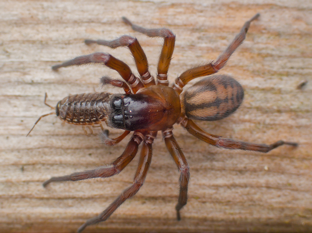 Callobius pictus from Shawnigan Lake, BC V0R, Canada on April 1, 2024 ...