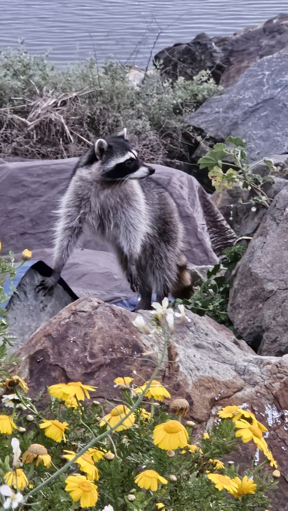 Common Raccoon from Mission Bay, San Diego County, US-CA, US on April 3 ...