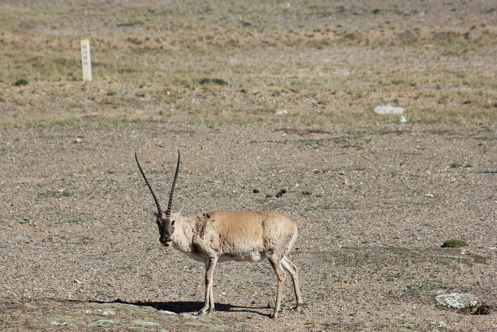 Chiru in July 2023 by yunhao_li · iNaturalist