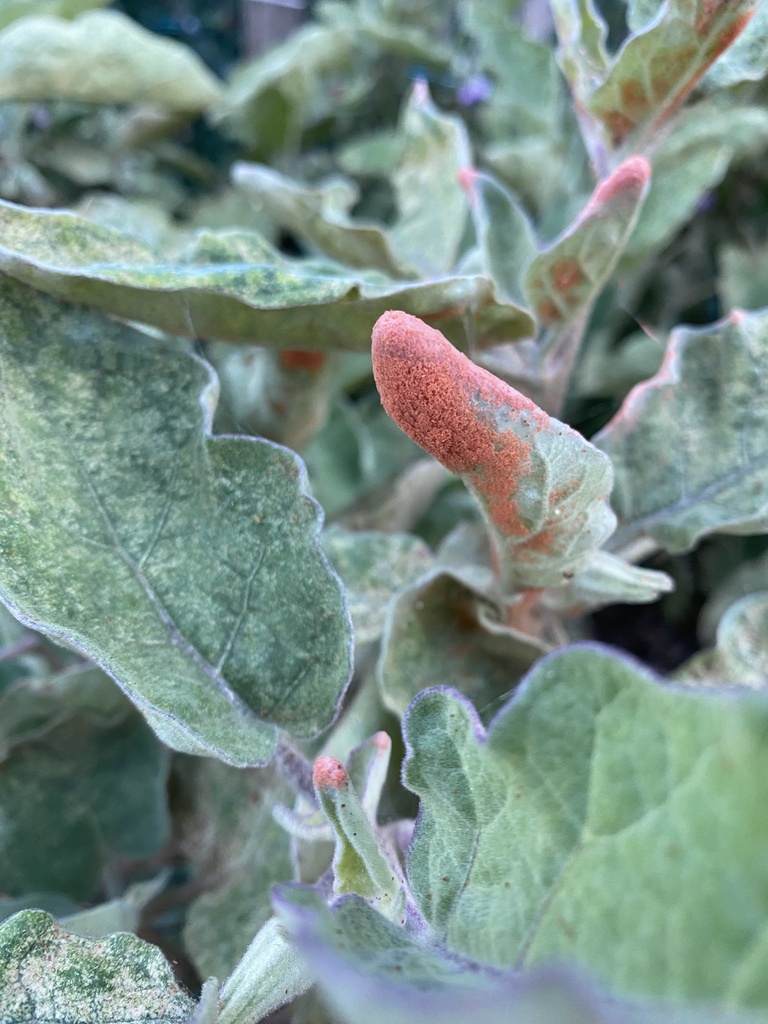 Tobacco Spider Mite from Tinamba-Newry Rd, Tinamba, VIC, AU on April 3 ...