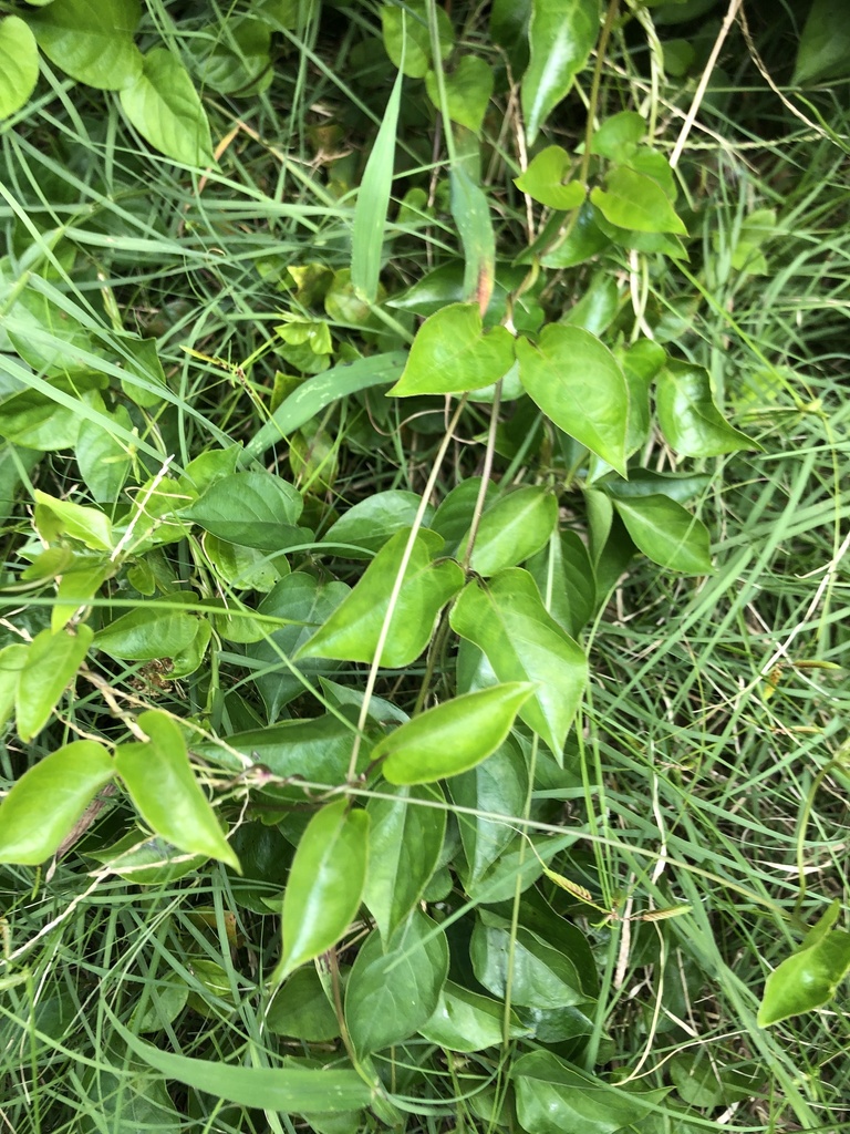 skunk vine from Oʻahu, Honolulu, HI, US on April 3, 2024 at 04:39 PM by ...