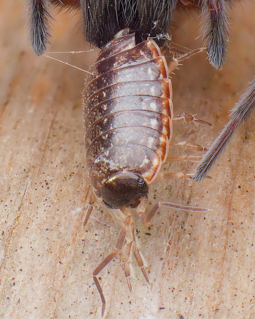Common Striped Woodlouse from Shawnigan Lake, BC V0R, Canada on April 1 ...