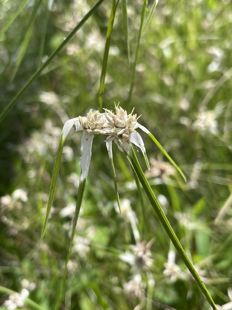 whitetop sedge from Everglades National Park, Homestead, FL, US on ...