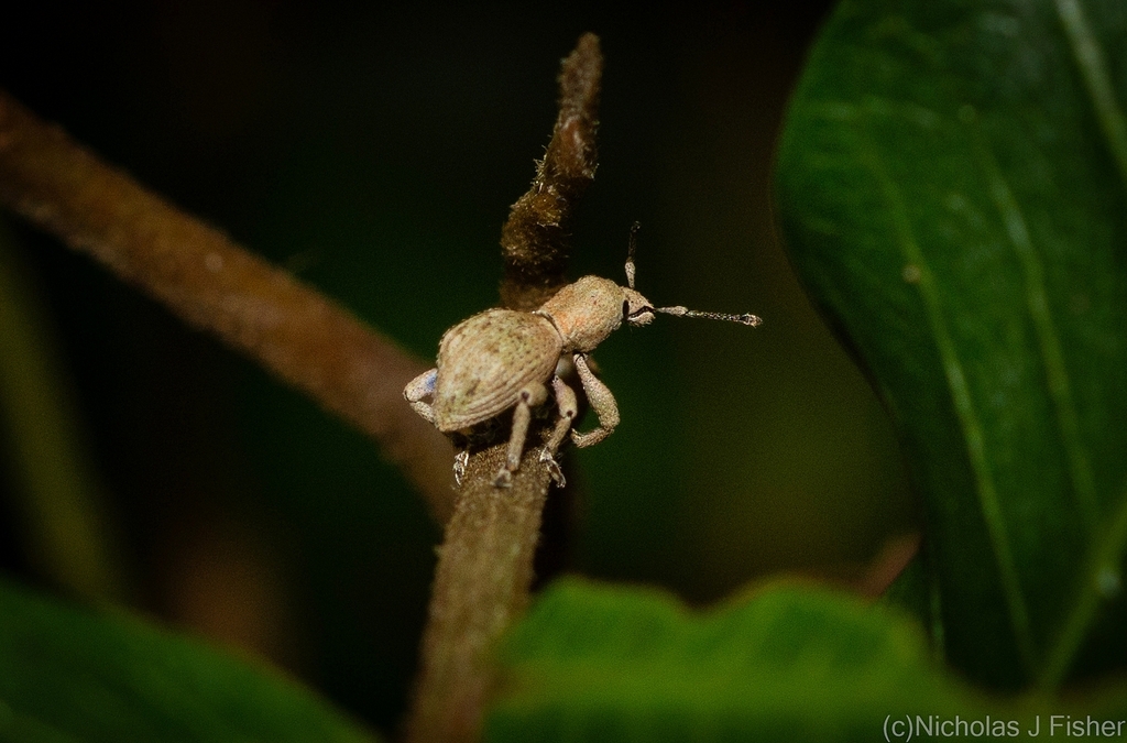 Leptopius puellaris from Tamborine Mountain QLD 4272, Australia on ...