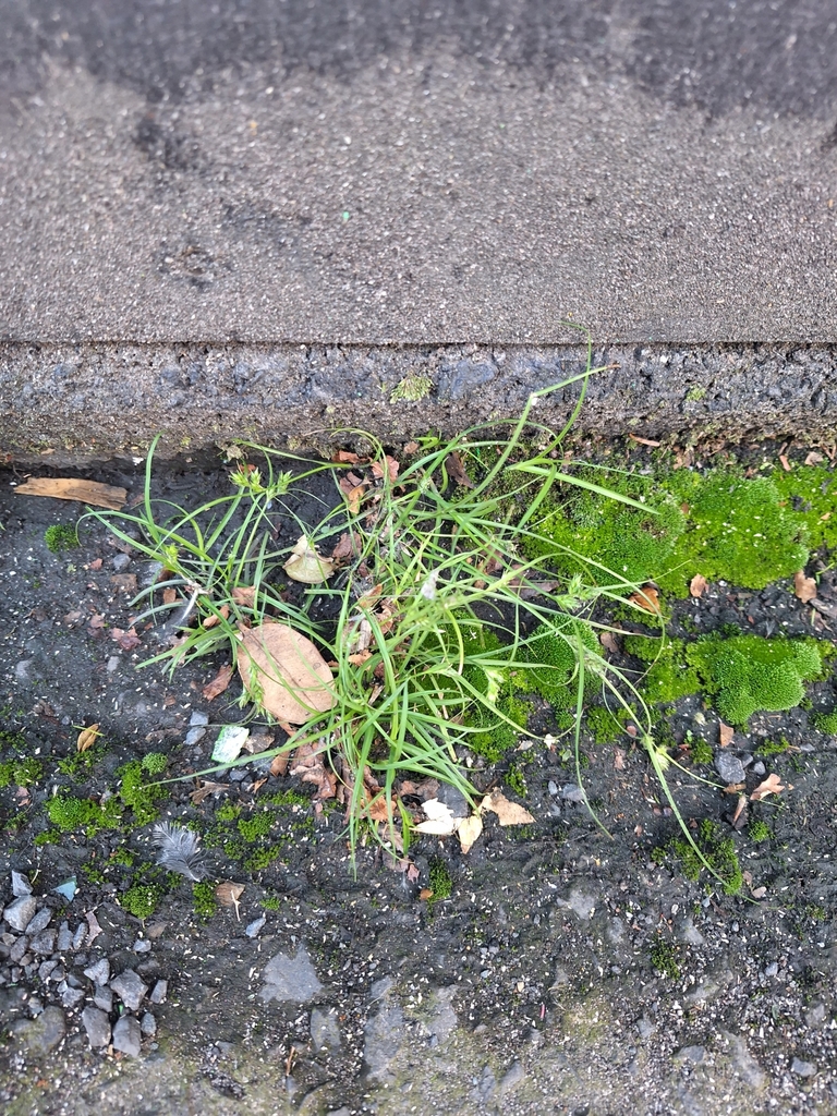 Knob Sedge from Victoria Street West, Auckland CBD, Auckland 1010, New ...