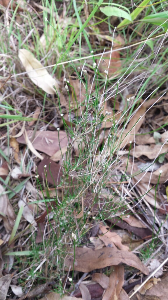 Slender Wire Lily in February 2017 by PeterCopping · iNaturalist