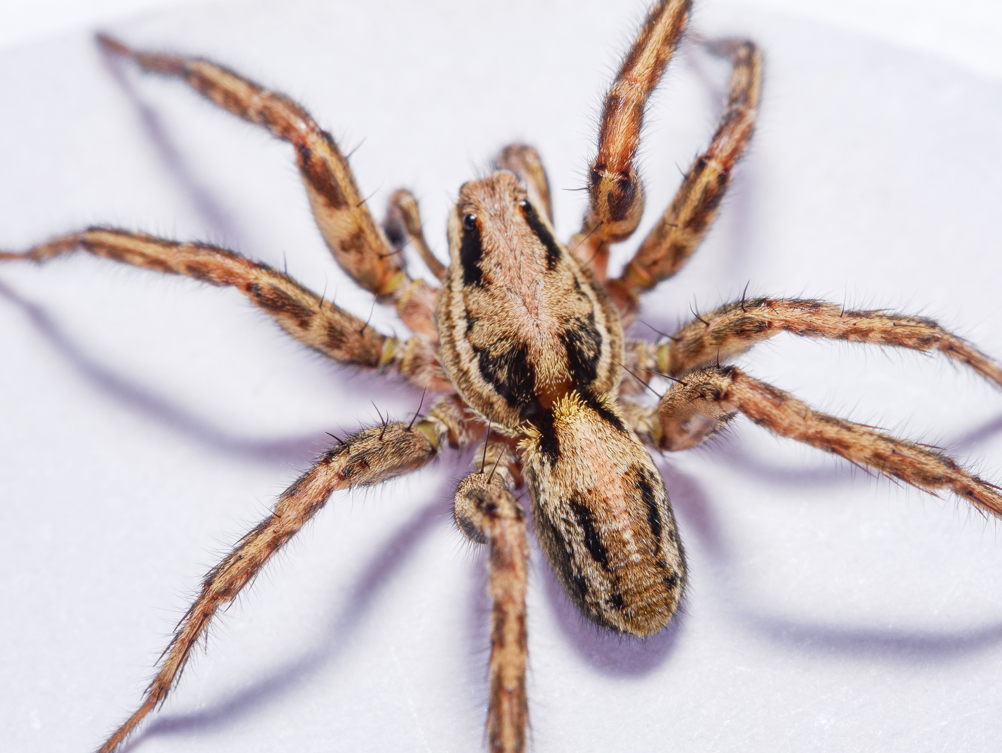 Wolf Spider New Zealand