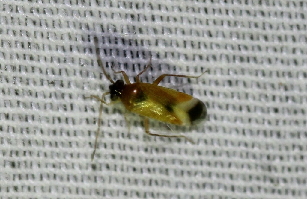 Ceratocapsus from South Side, Corpus Christi, TX, USA on April 3, 2024 ...