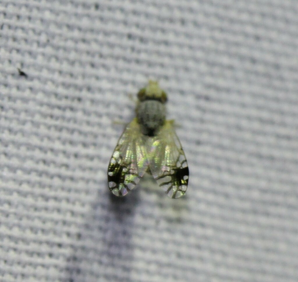 Trupanea from South Side, Corpus Christi, TX, USA on April 3, 2024 at ...