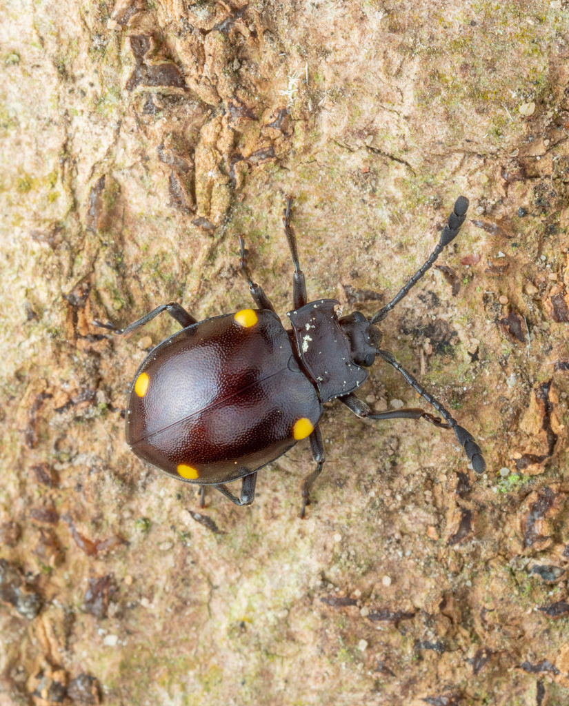 Sinocymbachus from 中国浙江省杭州市滨江区 on April 3, 2024 at 10:01 PM by rofmsyb ...