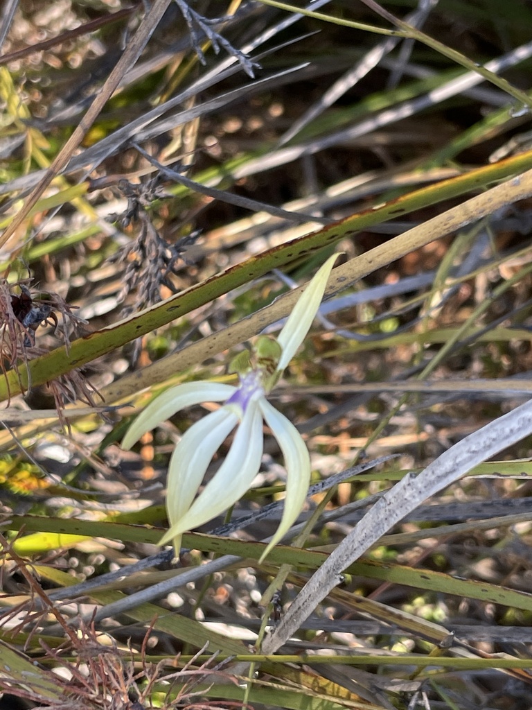 leafless orchid from Bussell Hwy, Augusta, WA, AU on April 4, 2024 at ...