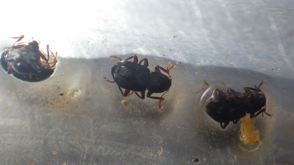 Elminae from Bantu Lodge Kenya on August 23, 2022 at 03:31 PM by ...
