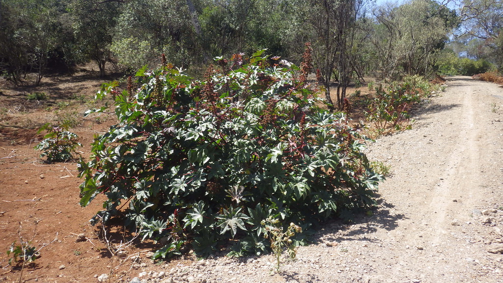castor bean from Bantu Lodge Kenya on August 25, 2022 at 10:50 AM by ...