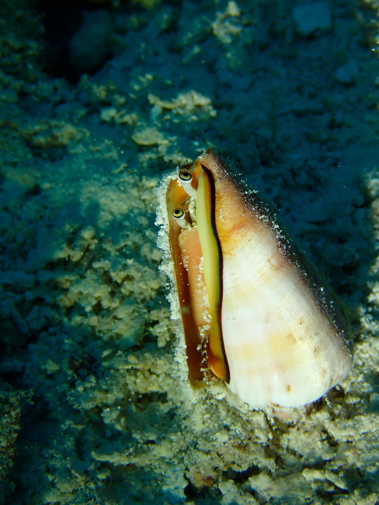 Strawberry Conch from Funafuti, Tuvalu on March 27, 2024 at 04:10 PM by ...
