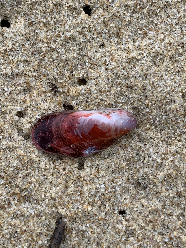 New Zealand Hairy Mussel from Urunga, NSW, AU on April 4, 2024 at 02:59 ...