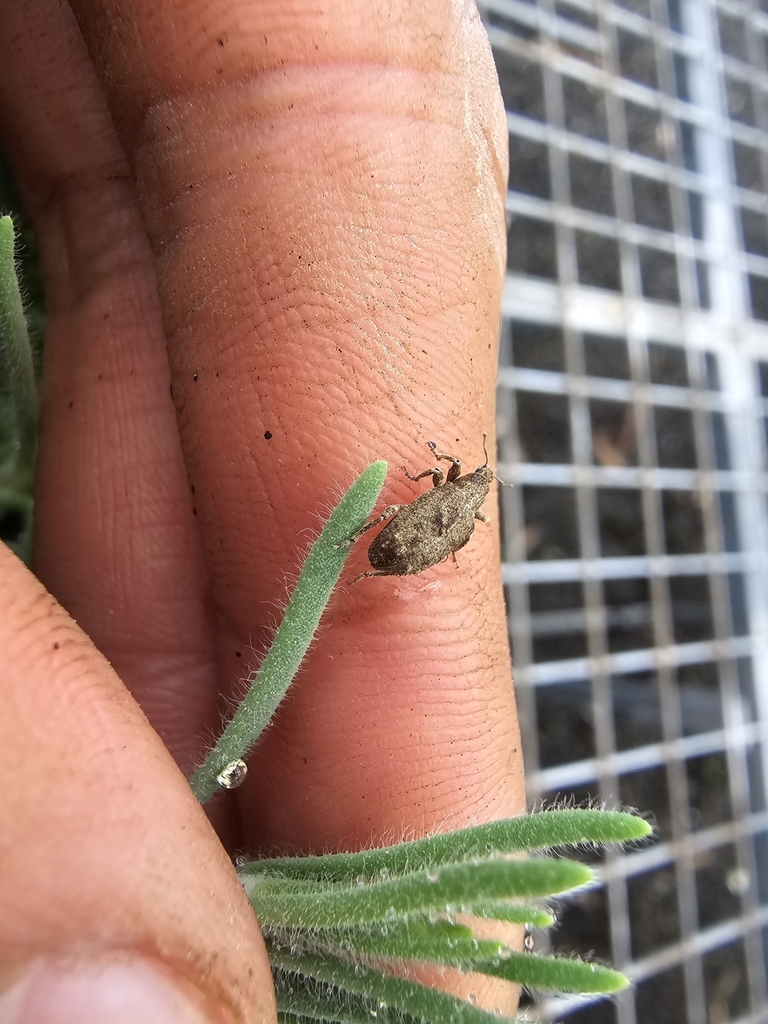 True Weevils from Indigenous Plant Nursery - Poly Houses, Bundoora VIC ...