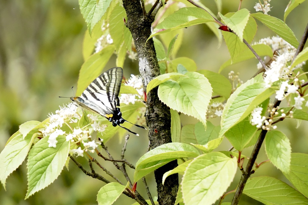 Graphium mullah from 德兴市, 上饶市, 江西省, CN on March 31, 2024 at 04:41 AM by mareike_m · iNaturalist