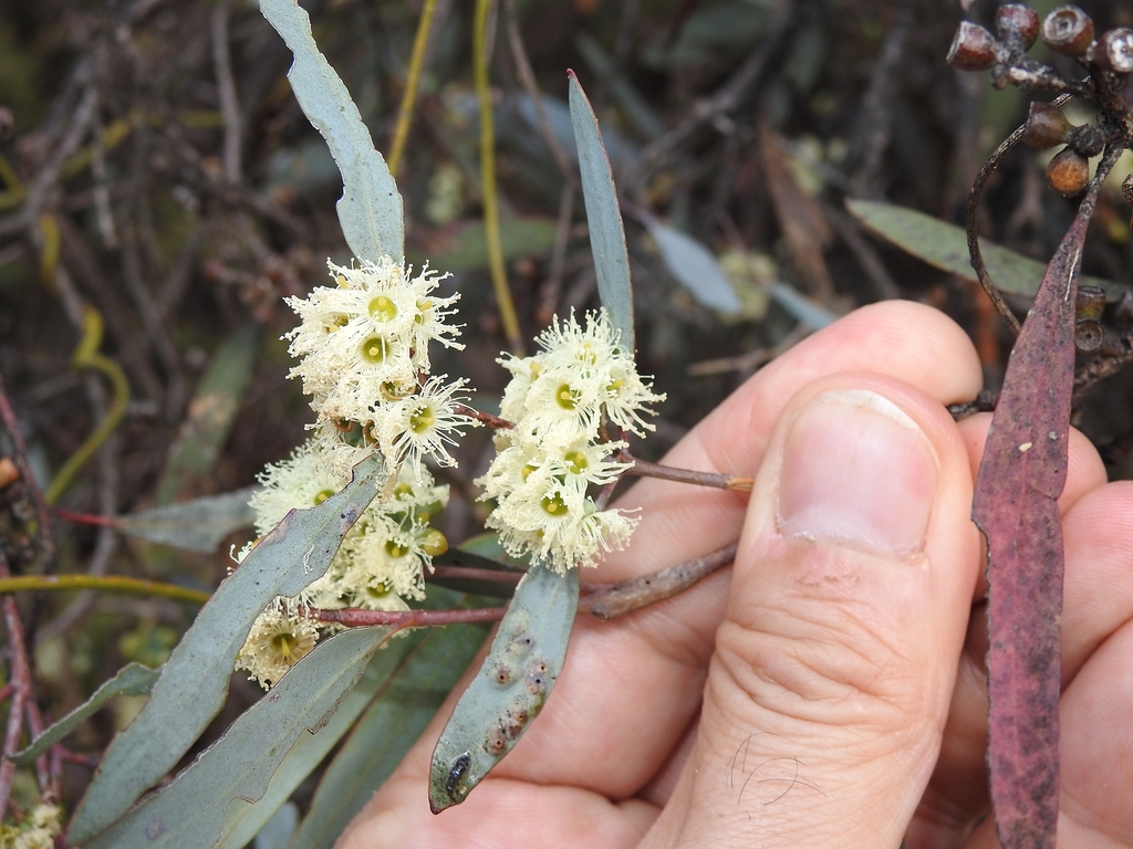 eucalyptus from Salisbury West VIC 3517, Australia on April 2, 2024 at ...