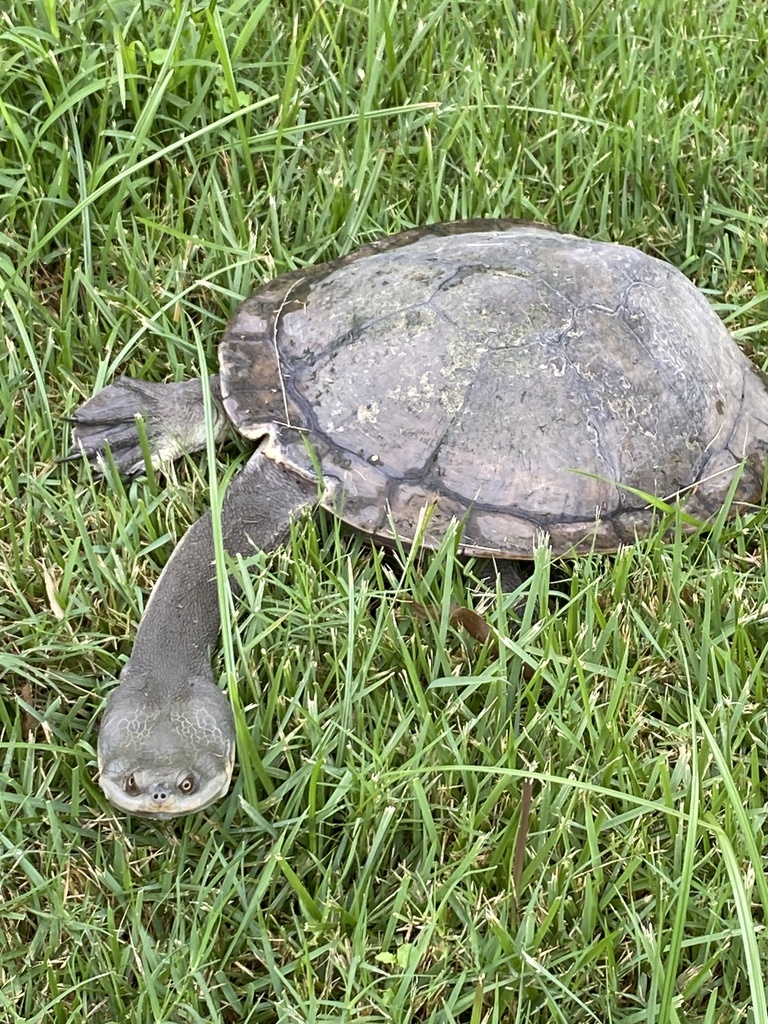 Broad-shelled Turtle from Riverbend, QLD, AU on April 4, 2024 at 04:11 ...
