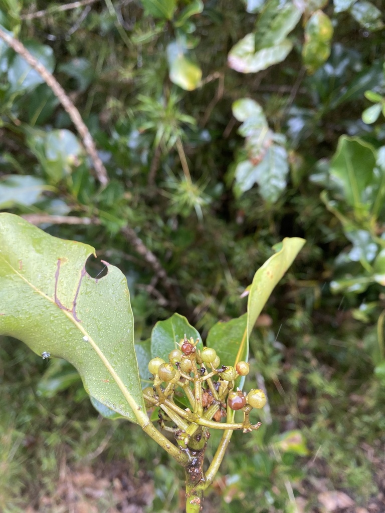 (Astropanax monophyllus) - Botanical Realm