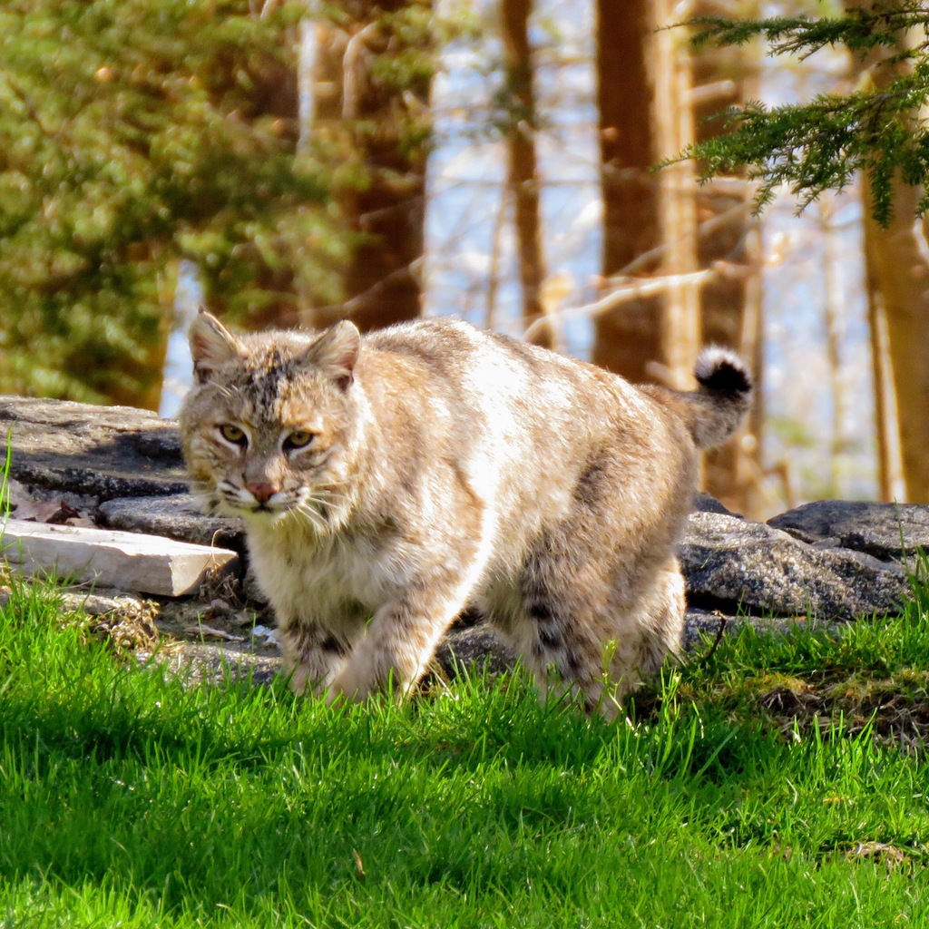 Eastern Bobcat (Taxa of the Midwest ) · iNaturalist