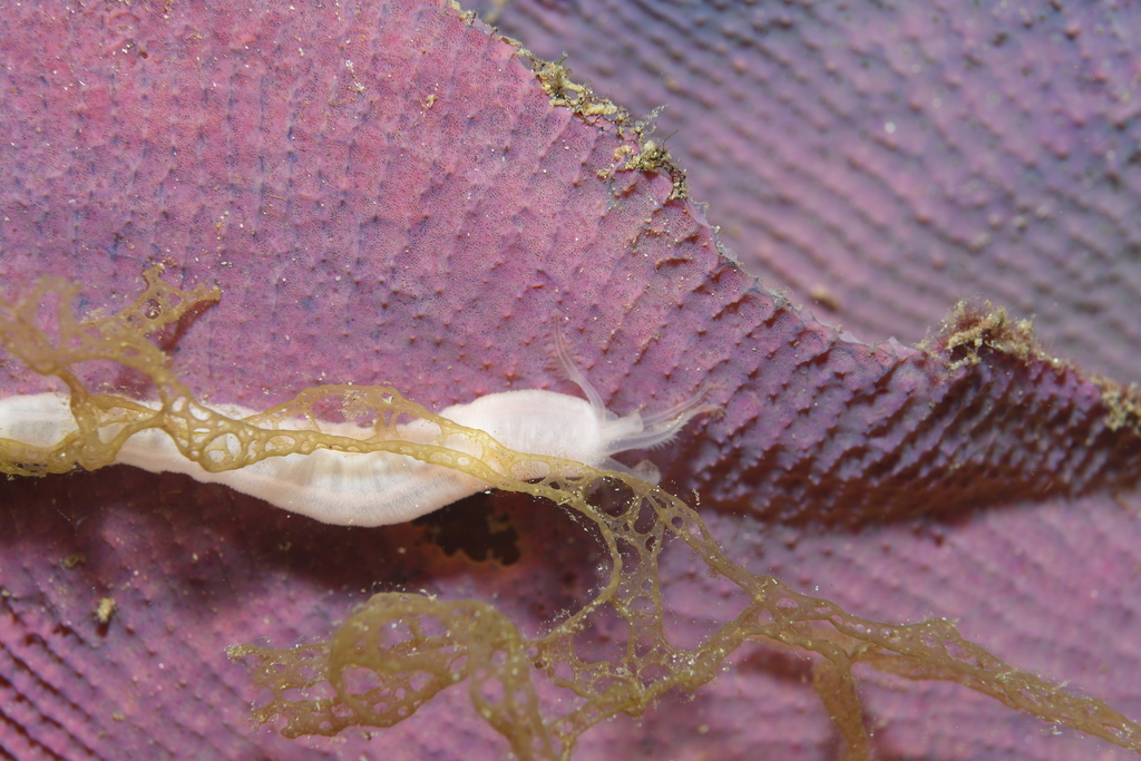 Synaptula desde Puerto Galera, Oriental Mindoro, Philippines el 31 de ...