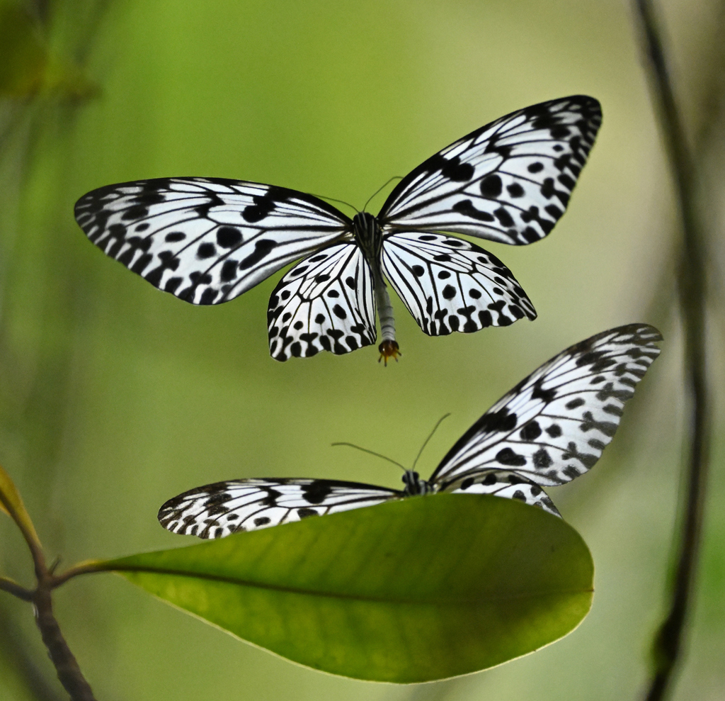 Ceylon Tree Nymph in March 2024 by ytw · iNaturalist