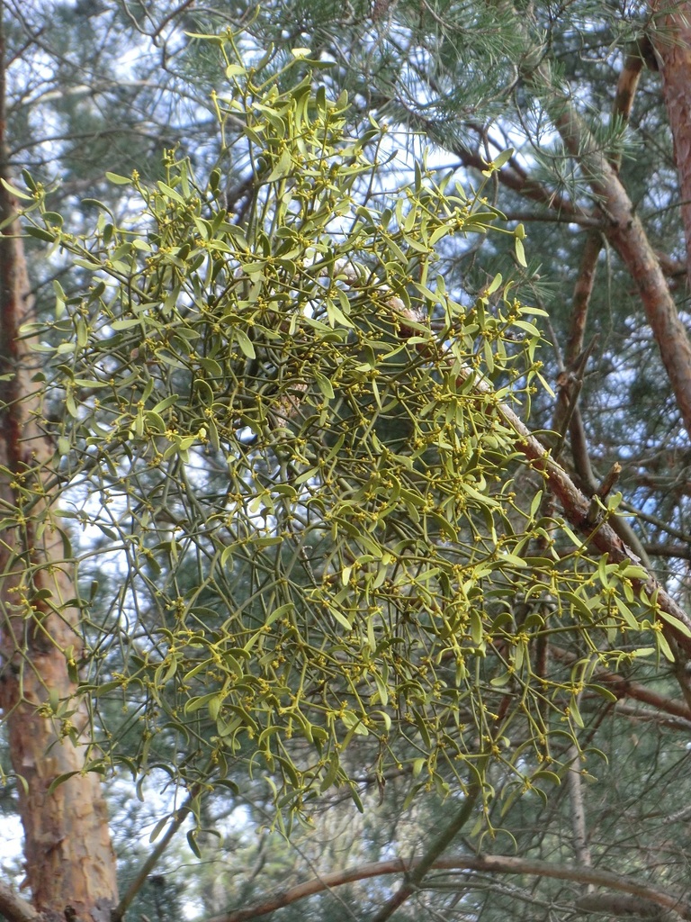 Pine Mistletoe from 386 01 Droužetice-Strakonice 1, Česko on March 29 ...