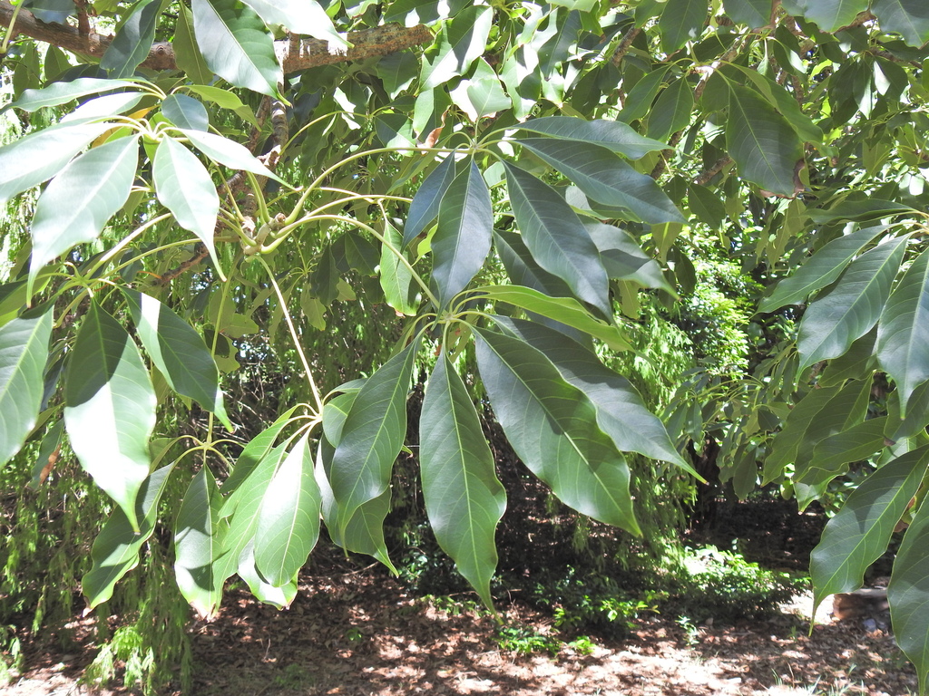 Kapok Tree from Hervey Bay QLD 4655, Australia on April 4, 2024 at 11: ...