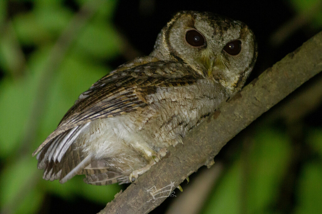 Collared Scops-Owl from Zhejiang A&F university on March 24, 2022 at 08 ...