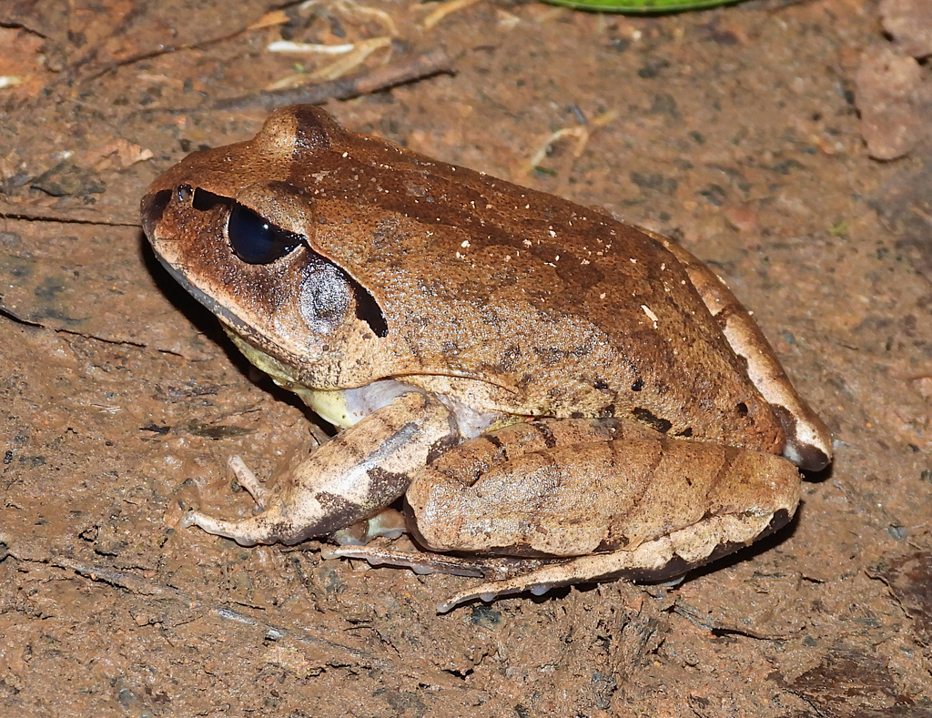 Great Barred Frog from Mount Glorious QLD 4520, Australia on April 3 ...
