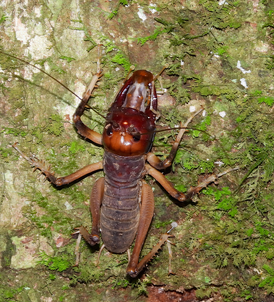 Giant King Cricket from Mount Glorious QLD 4520, Australia on April 3 ...
