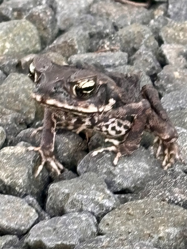 Cane Toad from Ngerekebesang, Palau, PW on April 4, 2024 at 06:32 AM by ...